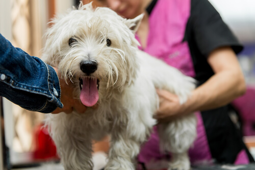 Moet ik mijn hond vaccineren of niet? - My Animals