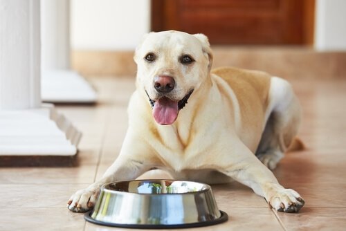 Je hond eten geven: 4 veelgemaakte fouten - My Animals