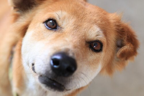 Hoe maak je traanbuisjes van je hond schoon - mijndieren.nl
