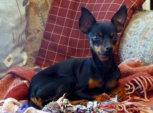 De Praagse Rattler: de kleinste hond ter wereld - My Animals