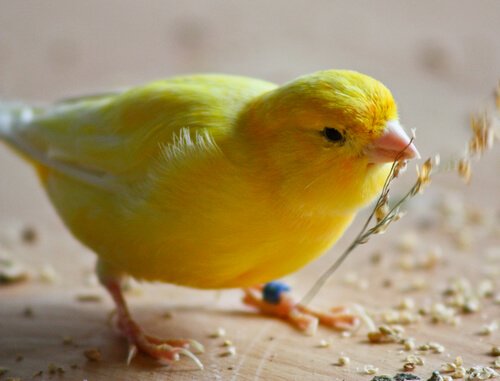 Waar je aan moet denken bij het voeren van kanaries - My Animals