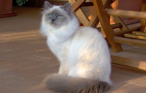 De Heilige Birmaan. Een vriendelijke kat! - My Animals
