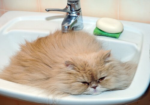 Een aantal voorbeelden van vreemd kattengedrag - My Animals