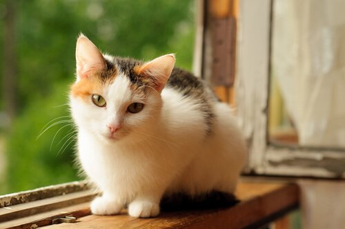 Wat weet jij allemaal over lapjeskatten? - My Animals