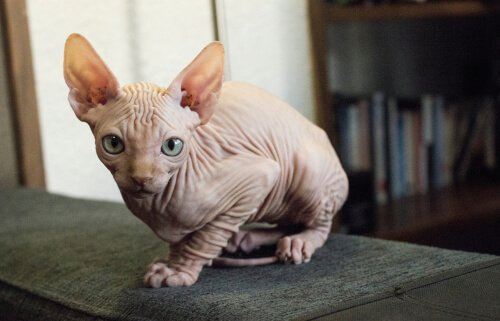 5 Unieke exotische kattenrassen - My Animals
