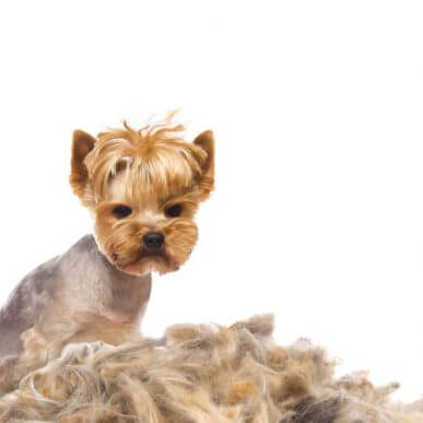 Haaruitval bij honden: oorzaken en behandelingen - My Animals