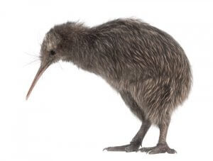 Maak kennis met de kiwi, de vogel die niet vliegt - My Animals