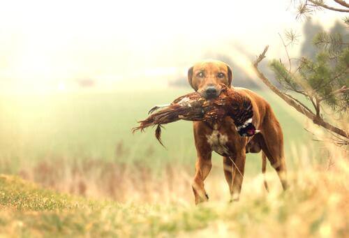 Wat zijn eigenlijk de beste jachthondenrassen? - My Animals