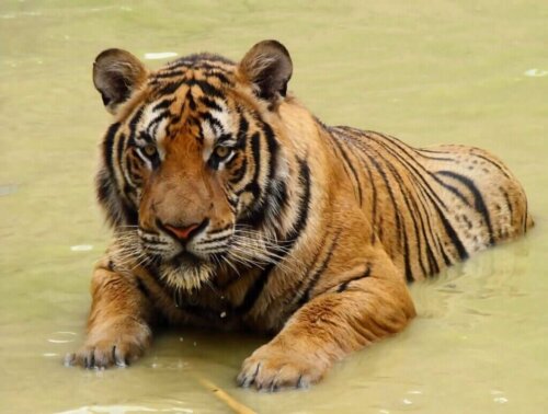 De Zuid-Chinese tijger op de rand van uitsterven - My Animals