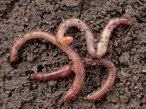 Ontdek hoe wormen zich voortplanten - My Animals