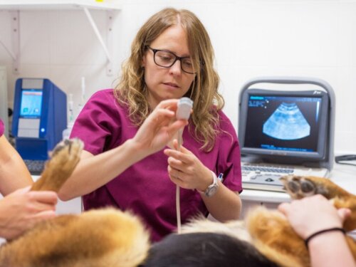 Een gespleten gehemelte bij honden: oorzaken, symptomen, behandeling