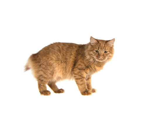 Spina Bifida bij Katten