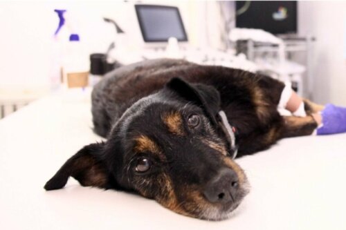 Wat is emfyseem bij honden?