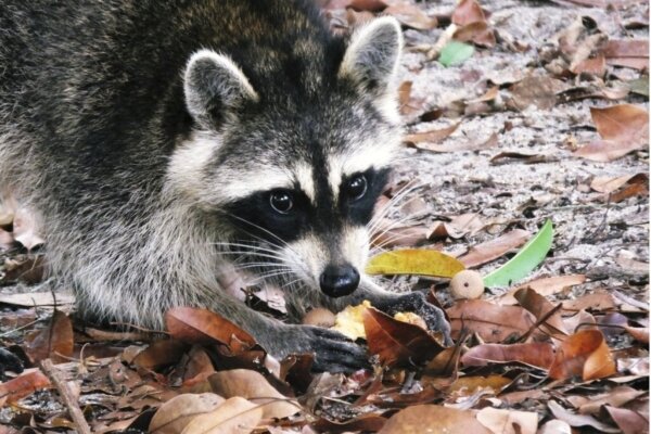 5 curiositeiten over wasberen